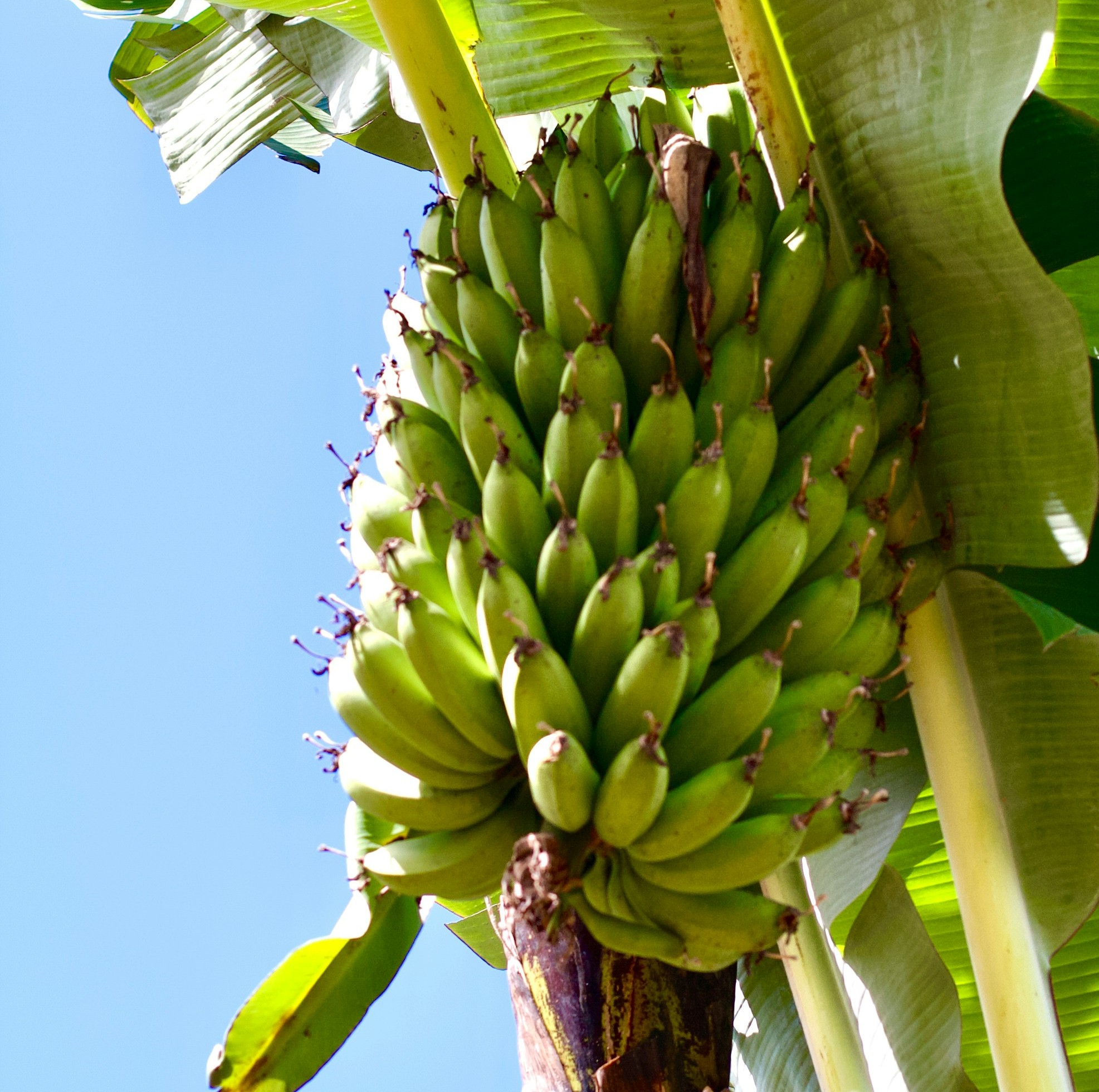 Culture and Cuisine of Uganda